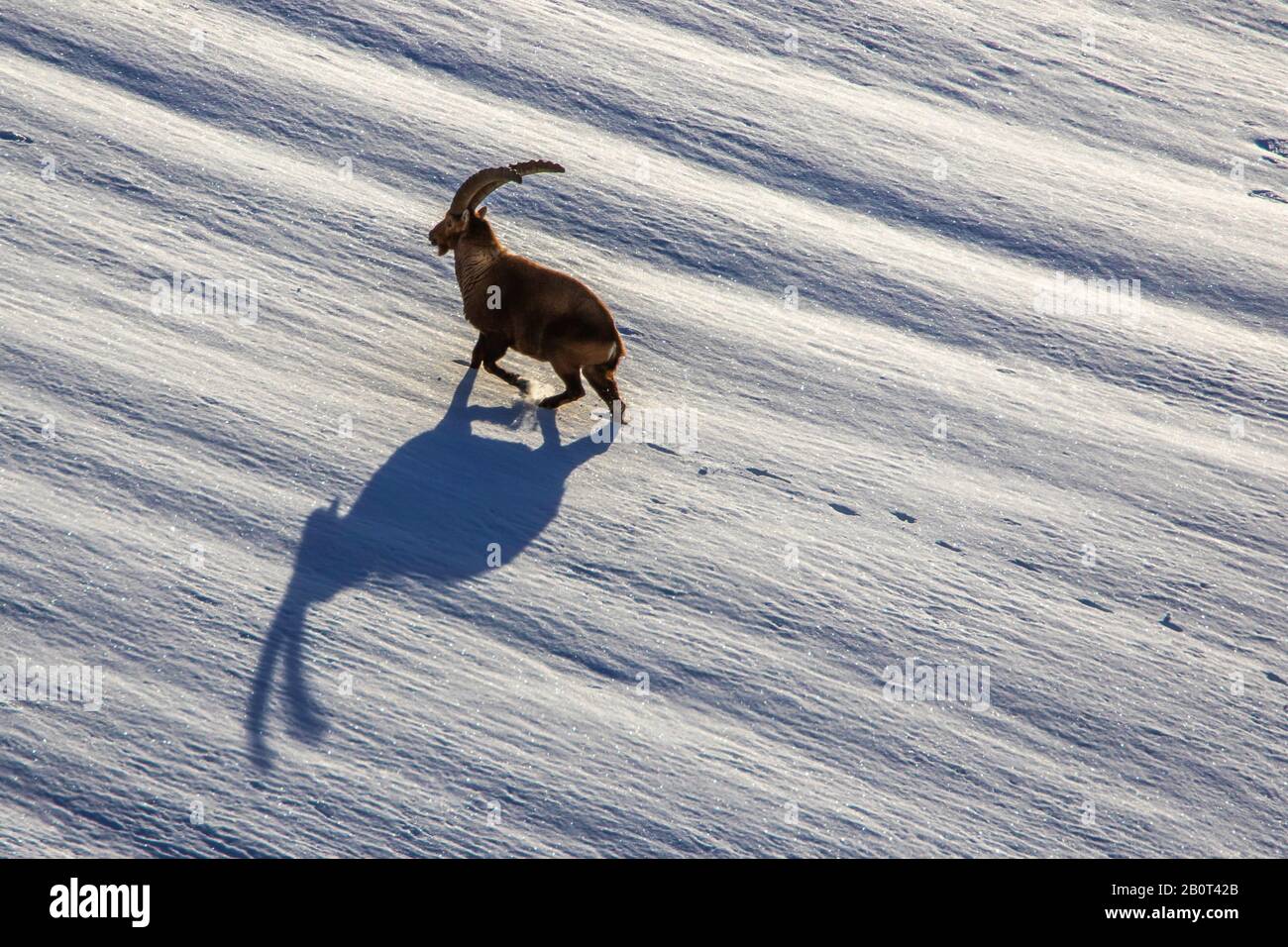 Himalayan Ibex Jumping