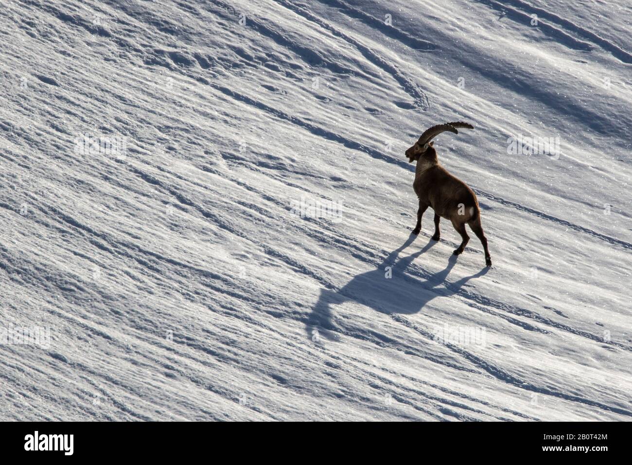 Himalayan Ibex Jumping