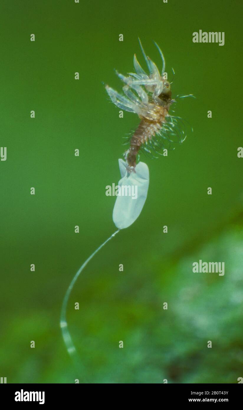 Lacewings, lace-wing (Chrysopa spec.), larva hatches from the egg ...