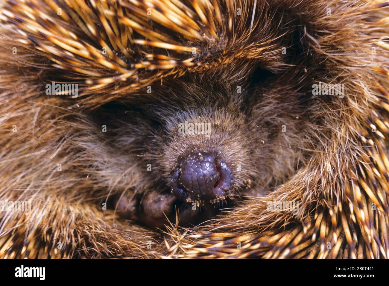 Northern white breasted hedgehogs hi-res stock photography and images ...