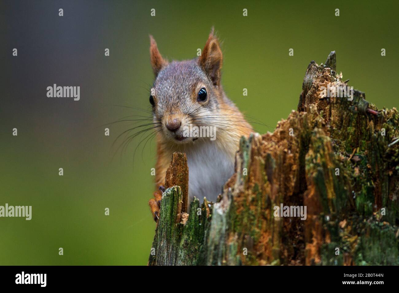 European red squirrel, Eurasian red squirrel (Sciurus vulgaris ...
