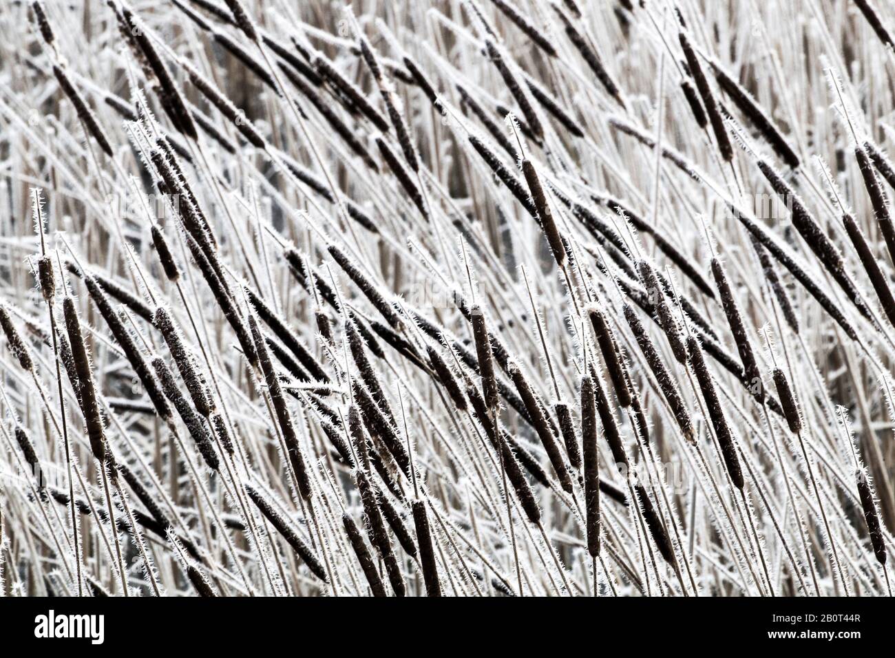lesser bulrush, narrowleaf cattail, narrow-leaved cattail (Typha ...