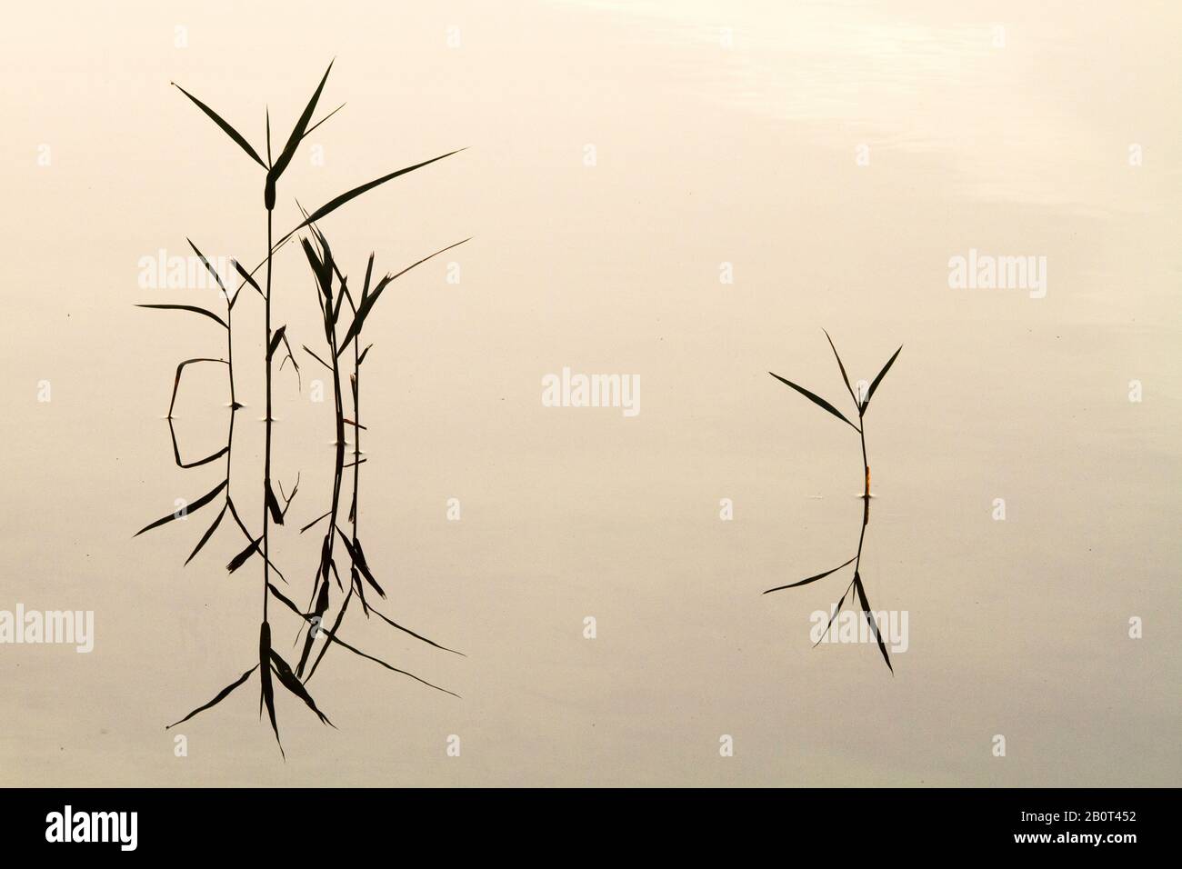 reed grass, common reed (Phragmites communis, Phragmites australis ...