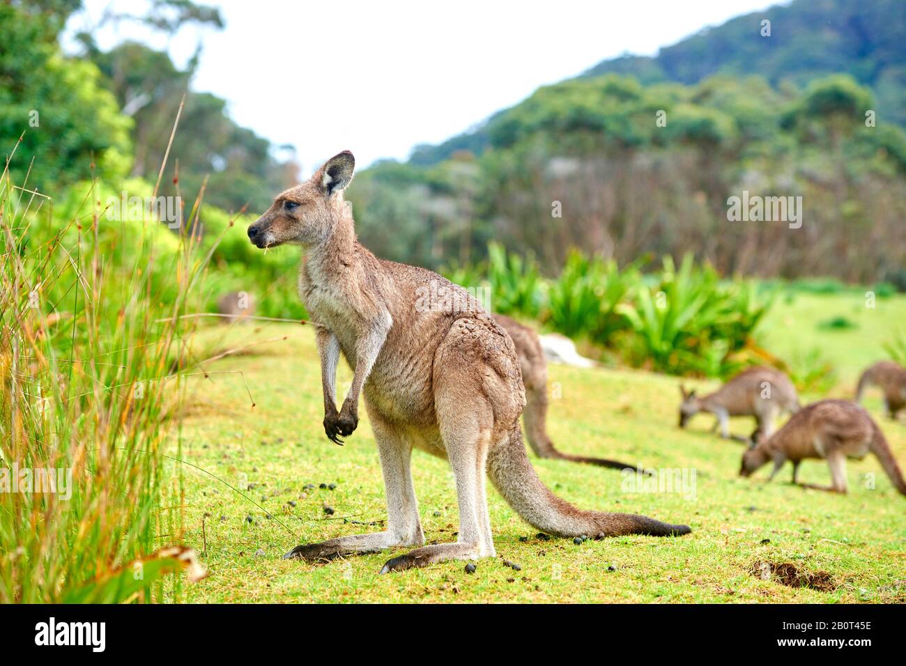 Forester kangaroo hi-res stock photography and images - Alamy