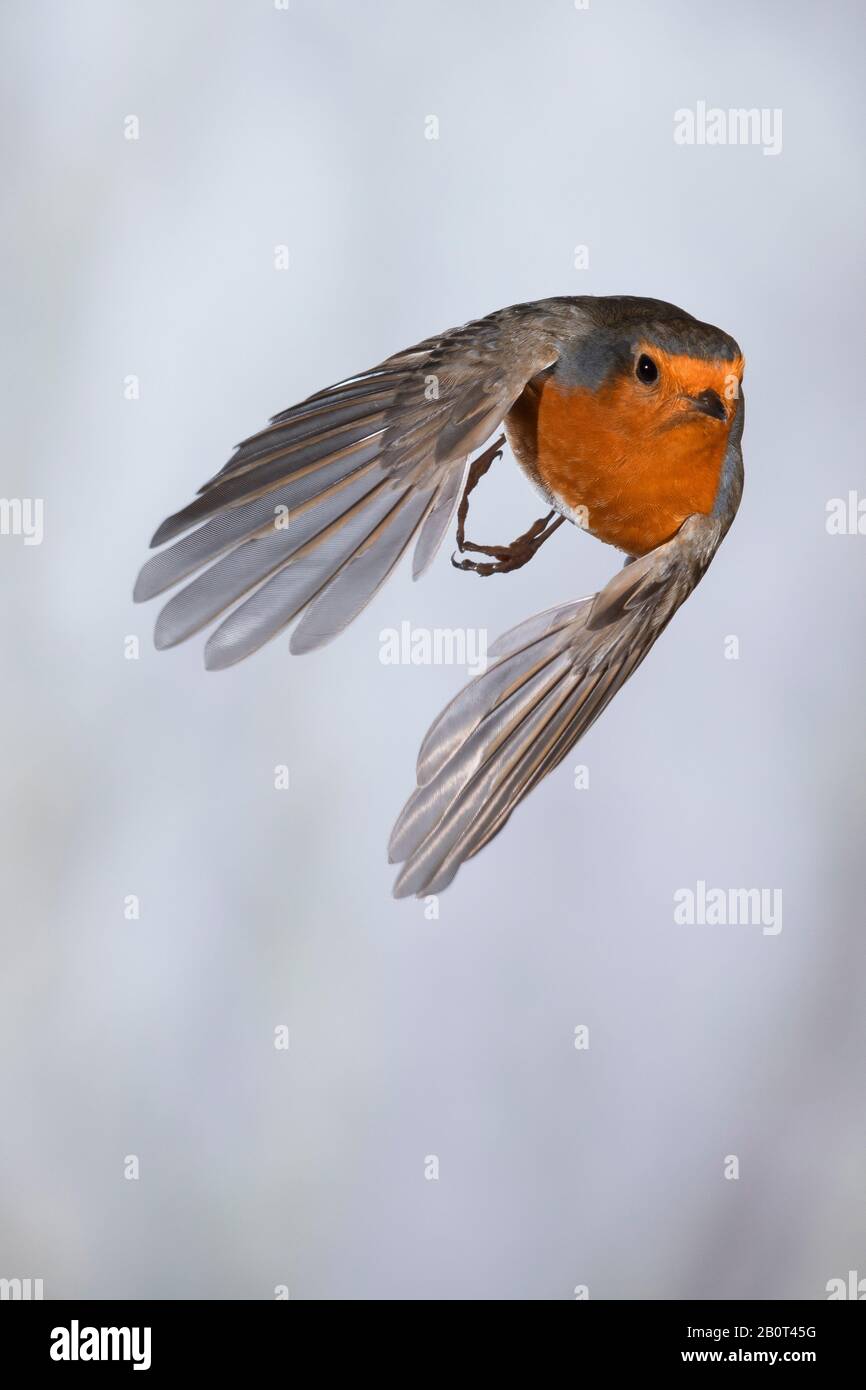 Robin volando hi-res stock photography and images - Alamy