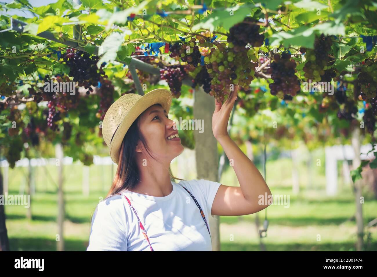 Young Woman harvesting grapes in vineyard during harvest season Stock Photo - Alamy