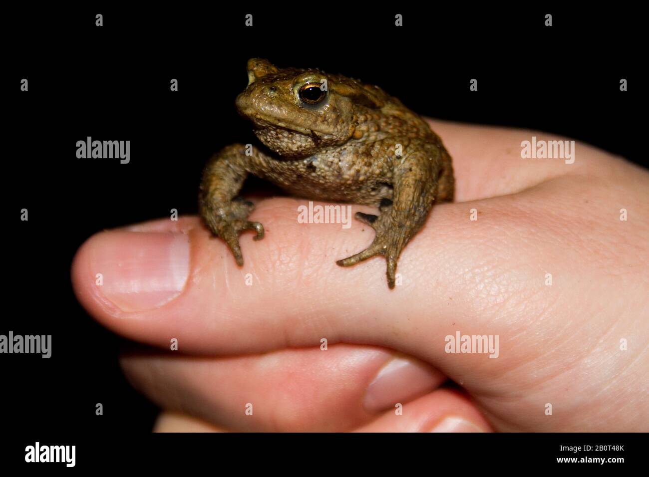 Toad in hand hi-res stock photography and images - Alamy