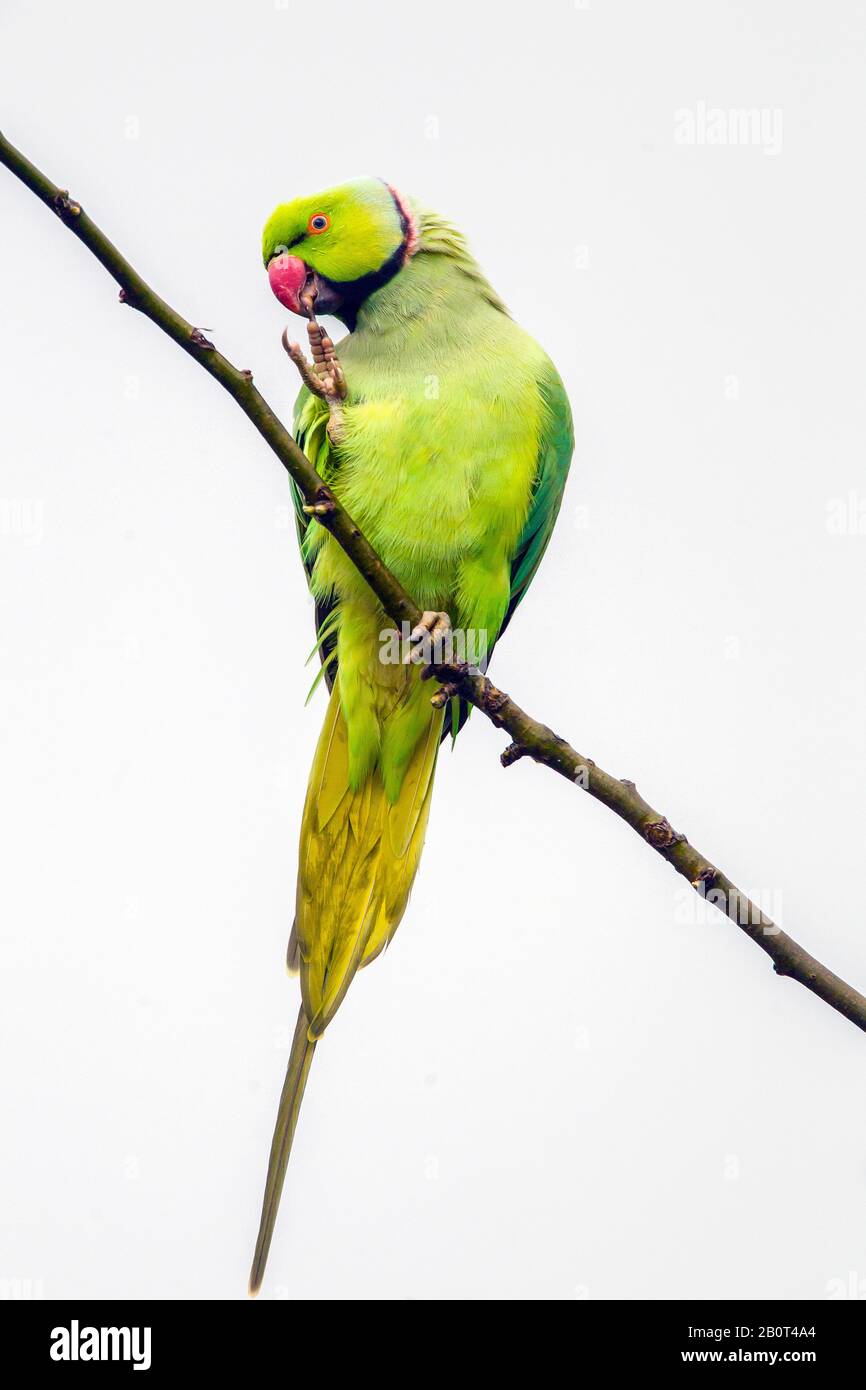 rose-ringed parakeet (Psittacula krameri), male on a branch, preening ...