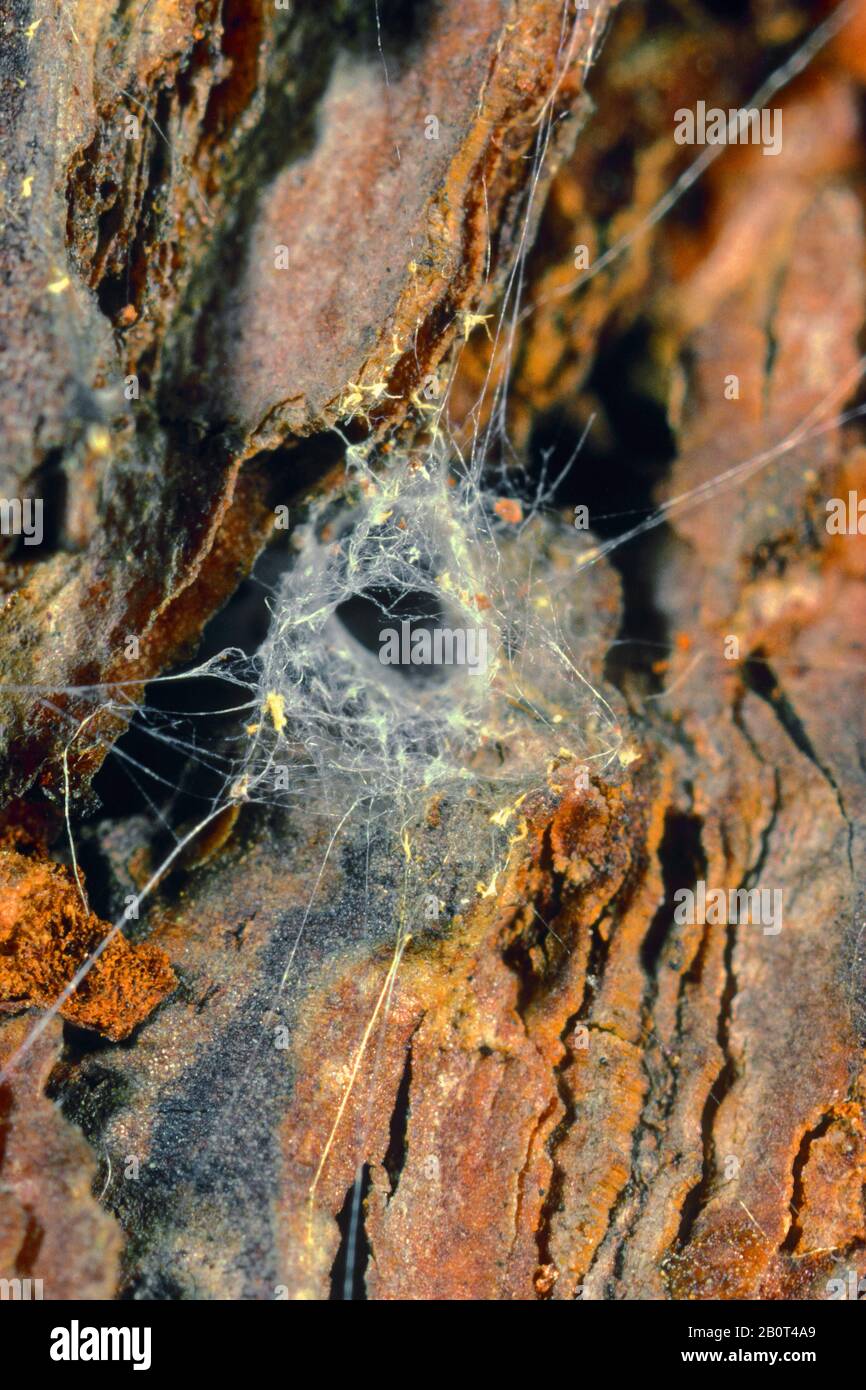Spider snake hi-res stock photography and images - Alamy