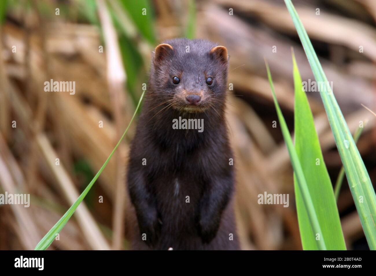 American Mink Head Mustela Vison High Resolution Stock Photography and ...