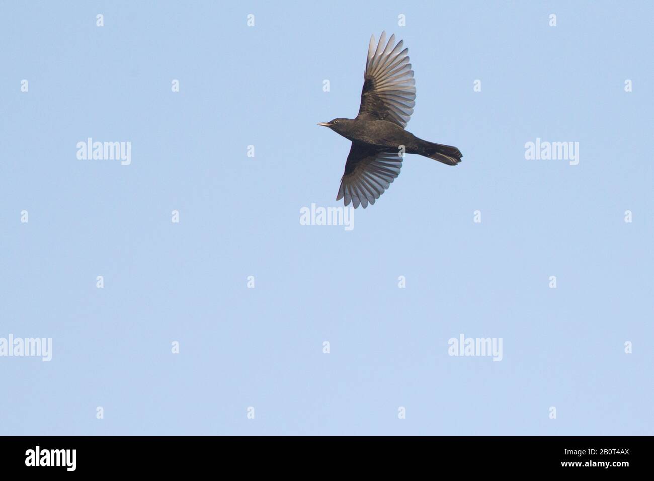 Blackbirds In Flight