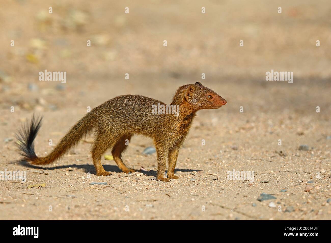 slender mongoose (Galerella sanguinea), standing on a track, side view ...