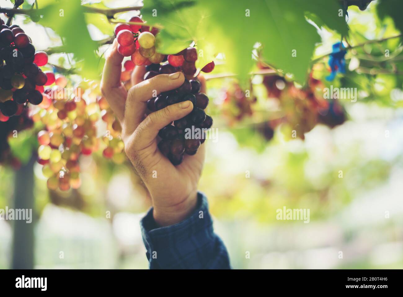 Young Woman harvesting grapes in vineyard during harvest season Stock Photo - Alamy
