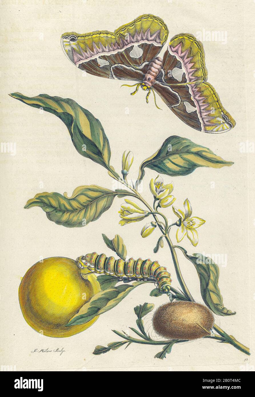 Maria sibylla merian caterpillars hi-res stock photography and images ...