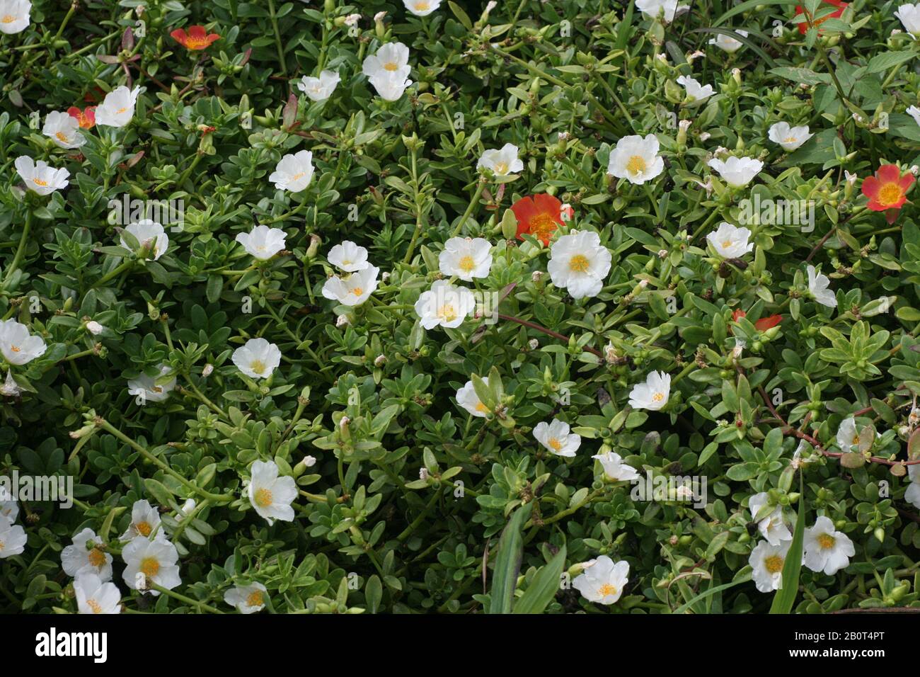 Patch of white and red fall phlox flowers in a garden Stock Photo - Alamy