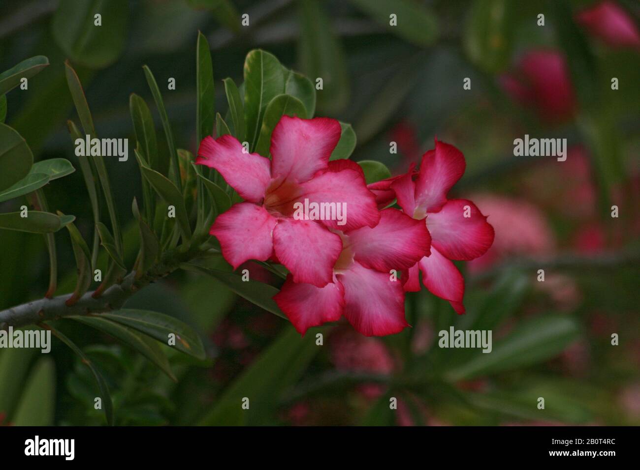 Deep pink desert rose flowers, soft background Stock Photo - Alamy