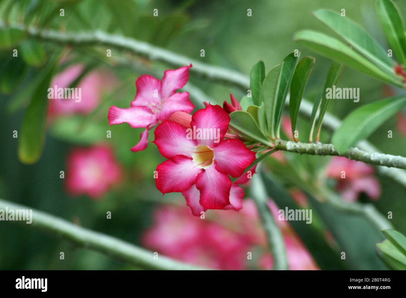Soft focus of bright pink desert rose flowers in the garden Stock Photo ...