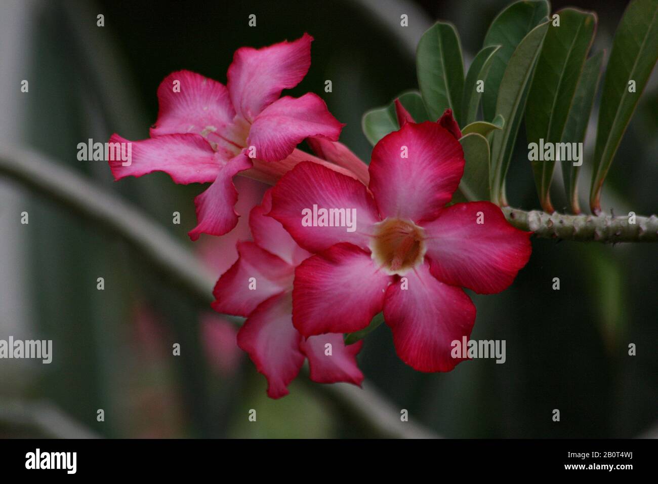 Close up of bright pink desert rose flowers in the garden Stock Photo ...