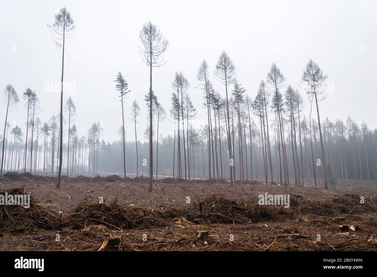 Glade or forest clearing with solitary larch and pine trees at bark ...