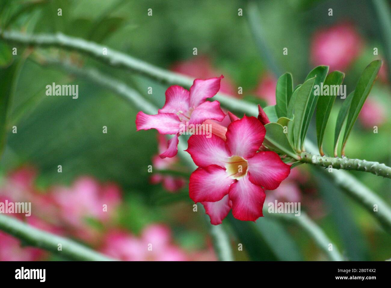 Wide shot bright pink spring hi-res stock photography and images - Alamy
