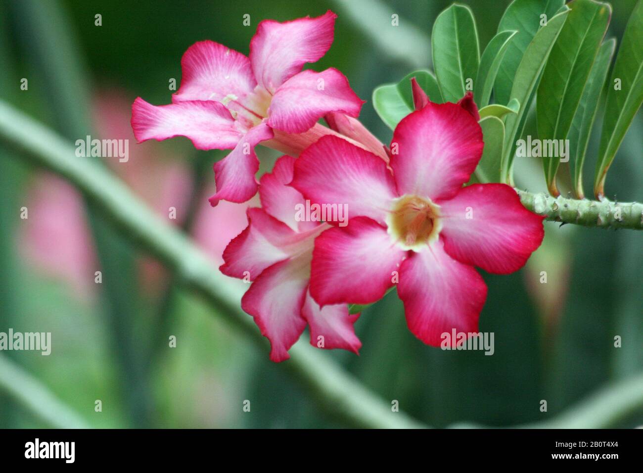 Medium wide shot of bright pink desert rose flowers in the garden Stock ...