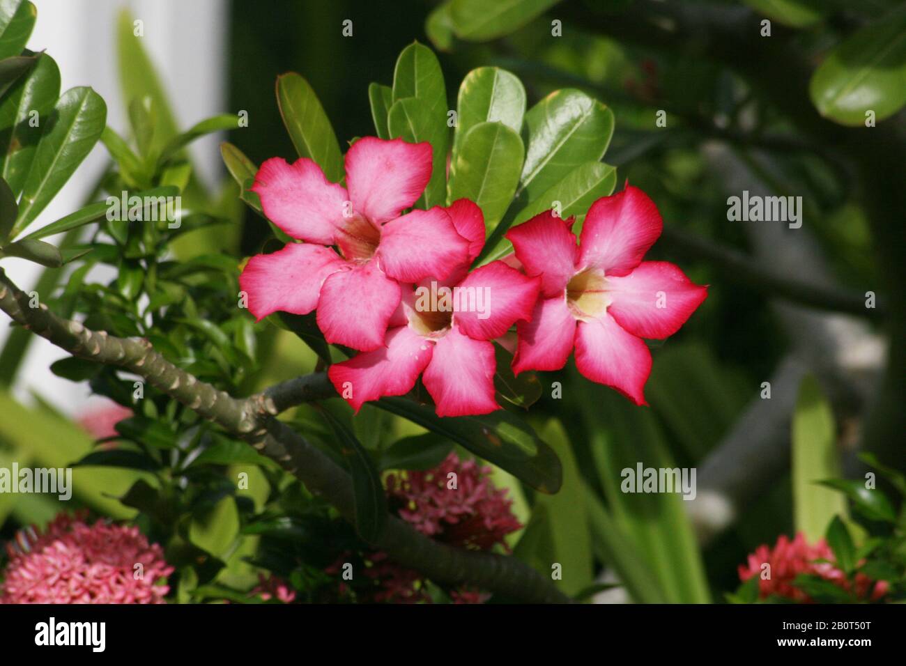 Bright pink desert rose flowers in a garden Stock Photo - Alamy
