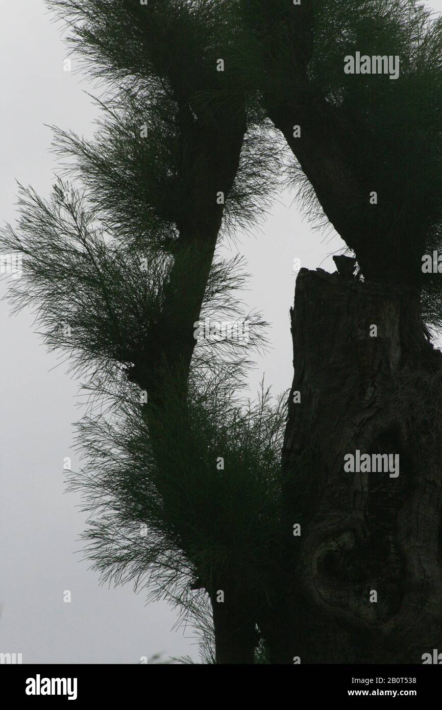 Severed trunk hi-res stock photography and images - Alamy