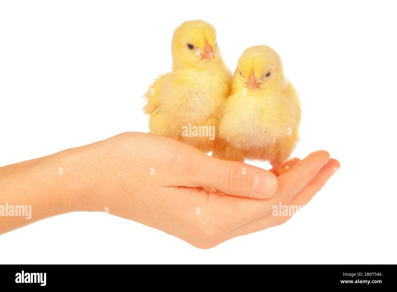 Bird holding chick Cut Out Stock Images & Pictures - Alamy