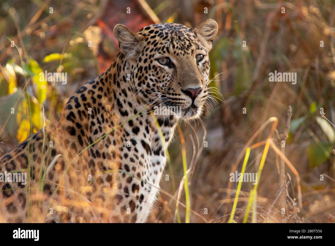 Leopard, Panthera pardus, Panna Tiger Reserve, Madhya Pradesh, India ...