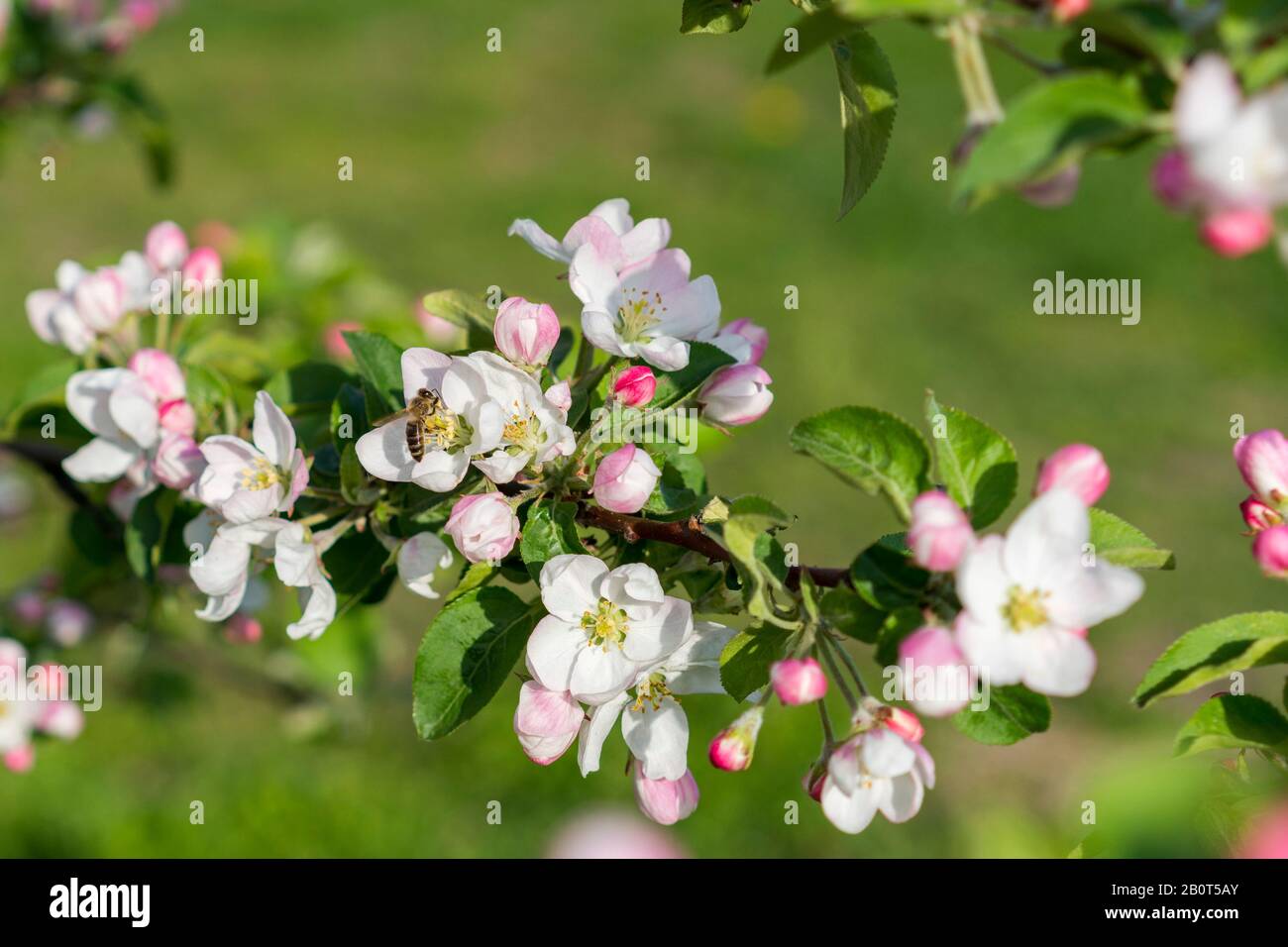 Honey bee pollinating apple blossom. The Apple tree blooms. Spring ...