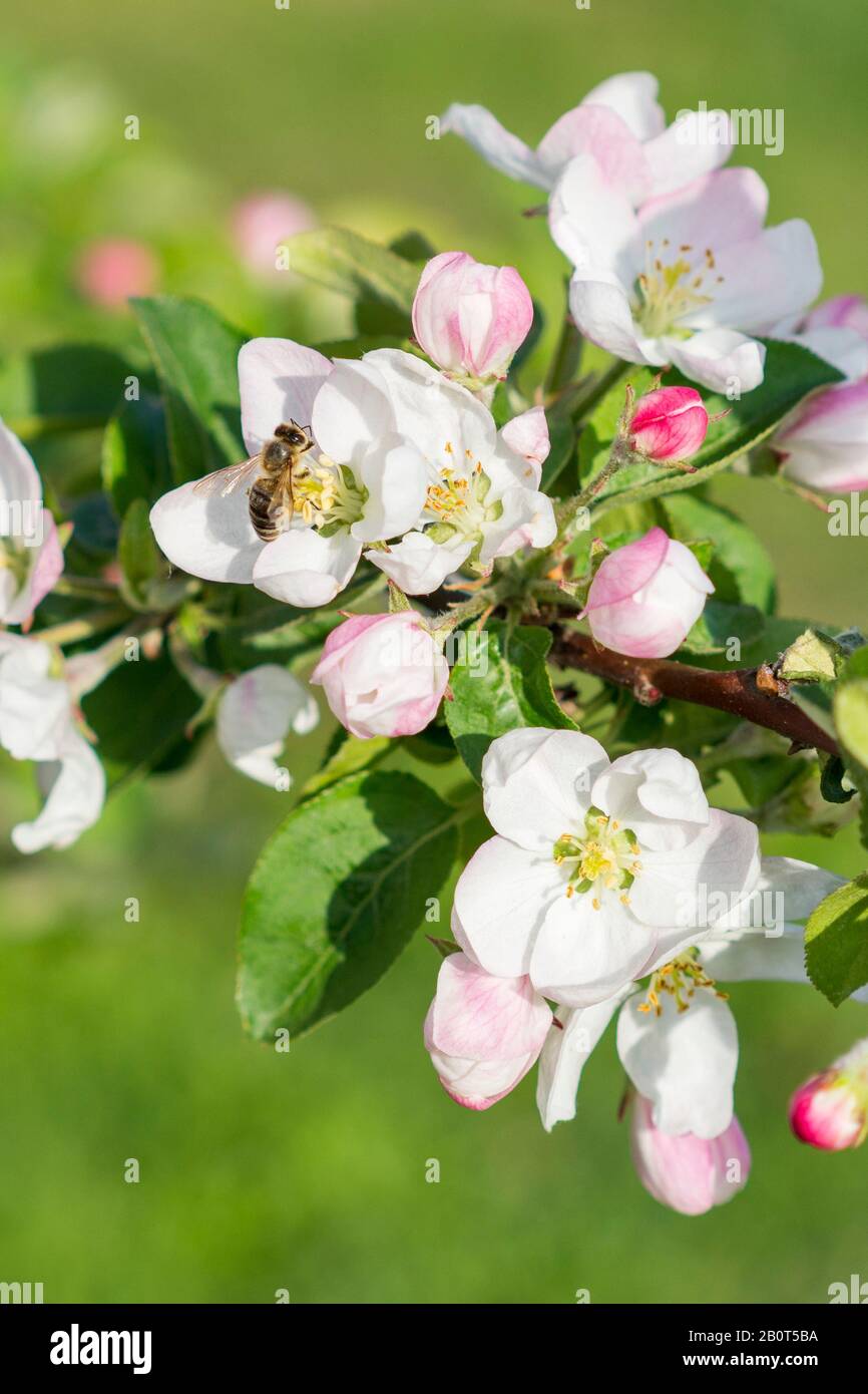 Honey bee pollinating apple blossom. The Apple tree blooms. Spring ...