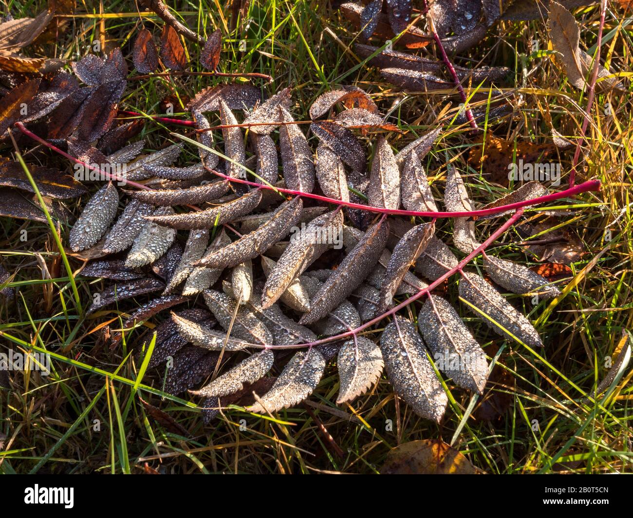 Ground ash hi-res stock photography and images - Alamy