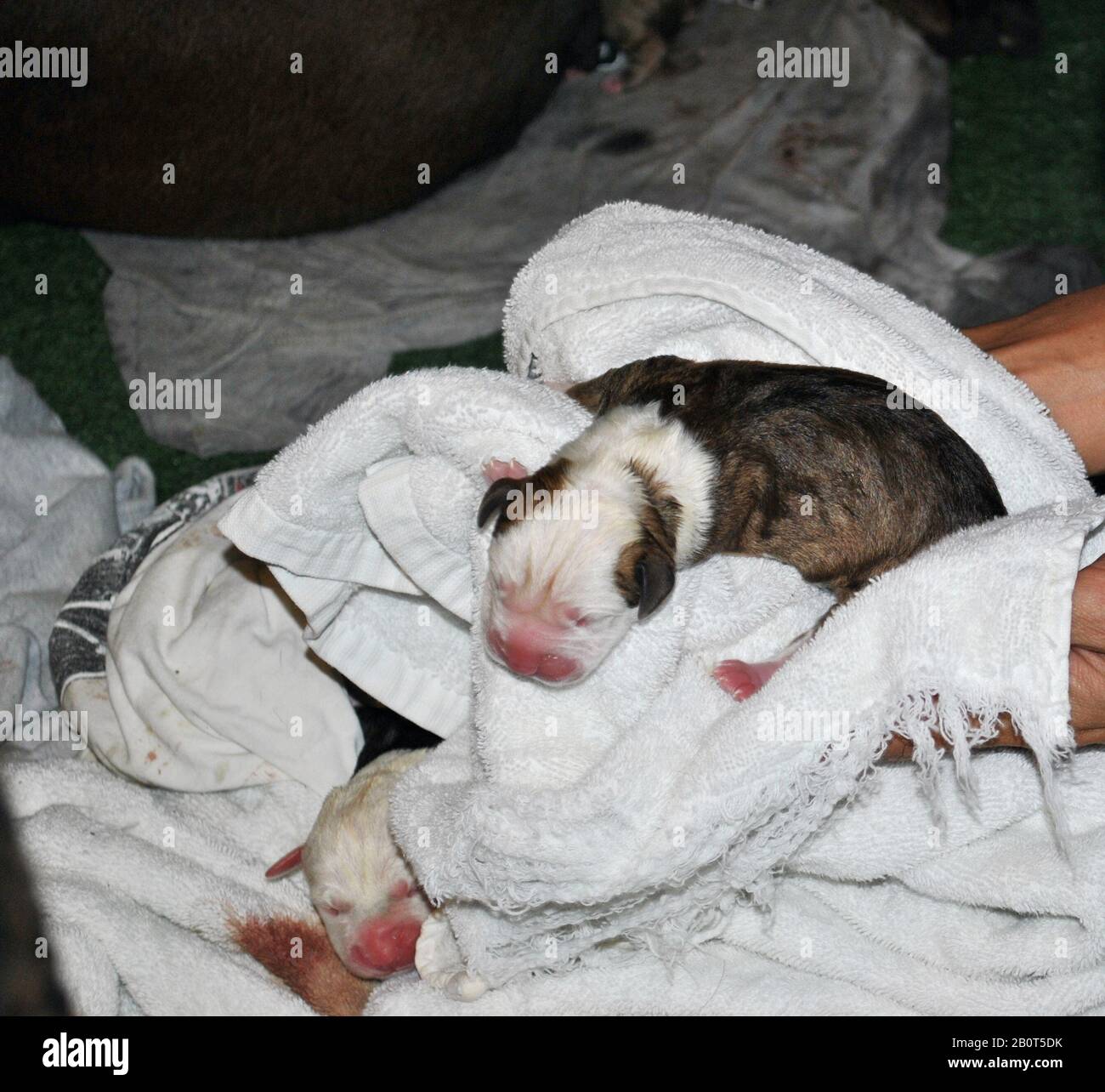 Dog nursing newly born puppies hi-res stock photography and images - Alamy