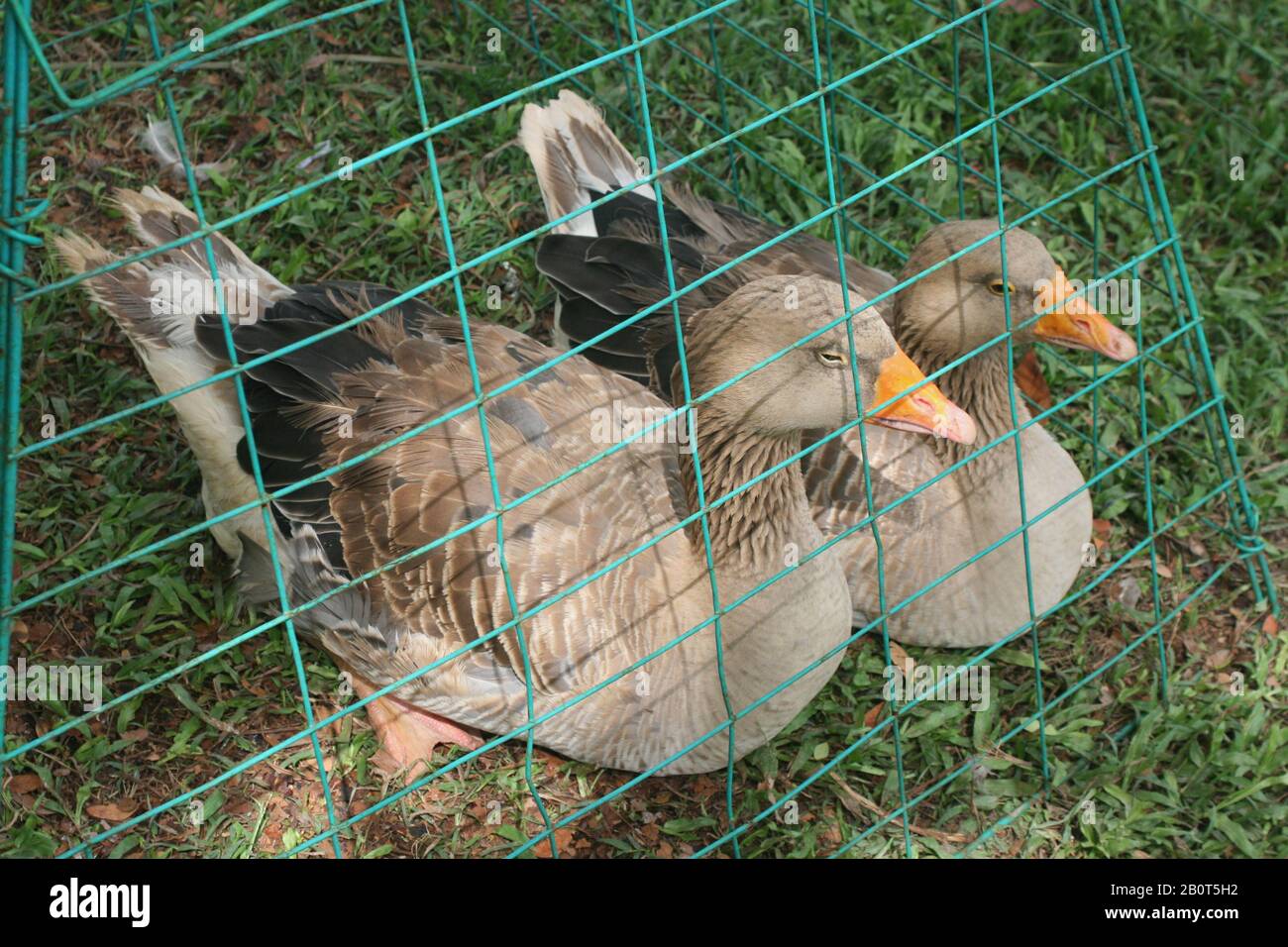 Two ducks inside a cage at an agricultural show and exhibit Stock Photo ...