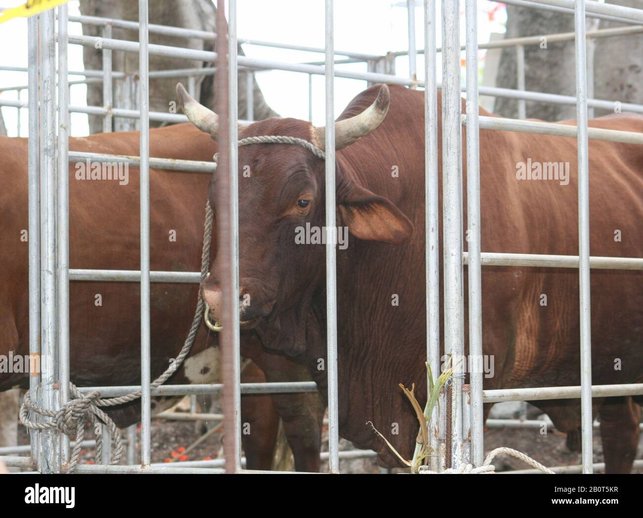 Cows standing inside cages at an agricultural show Stock Photo - Alamy