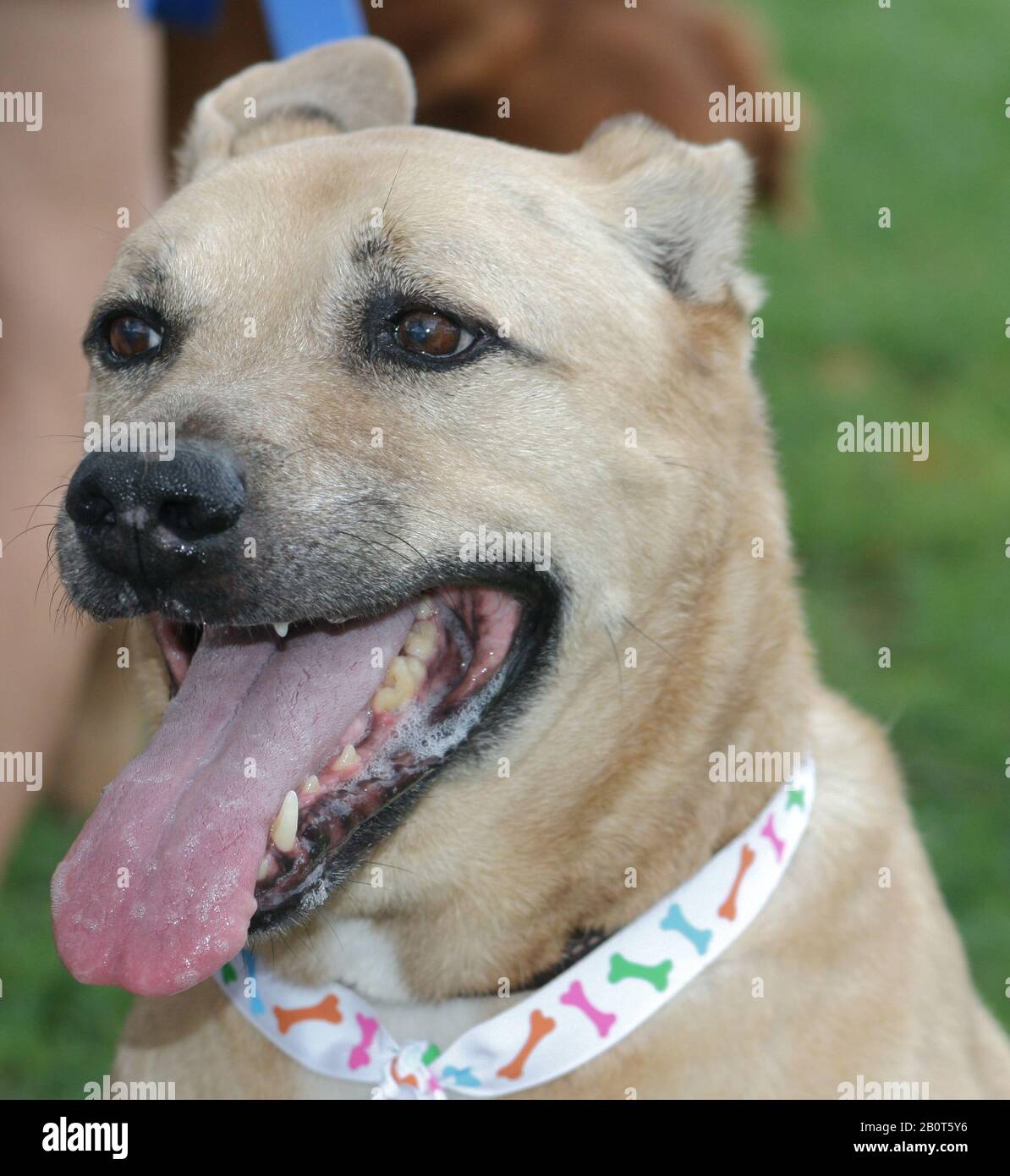 Close up of a dog's face with its tongue sticking out Stock Photo - Alamy