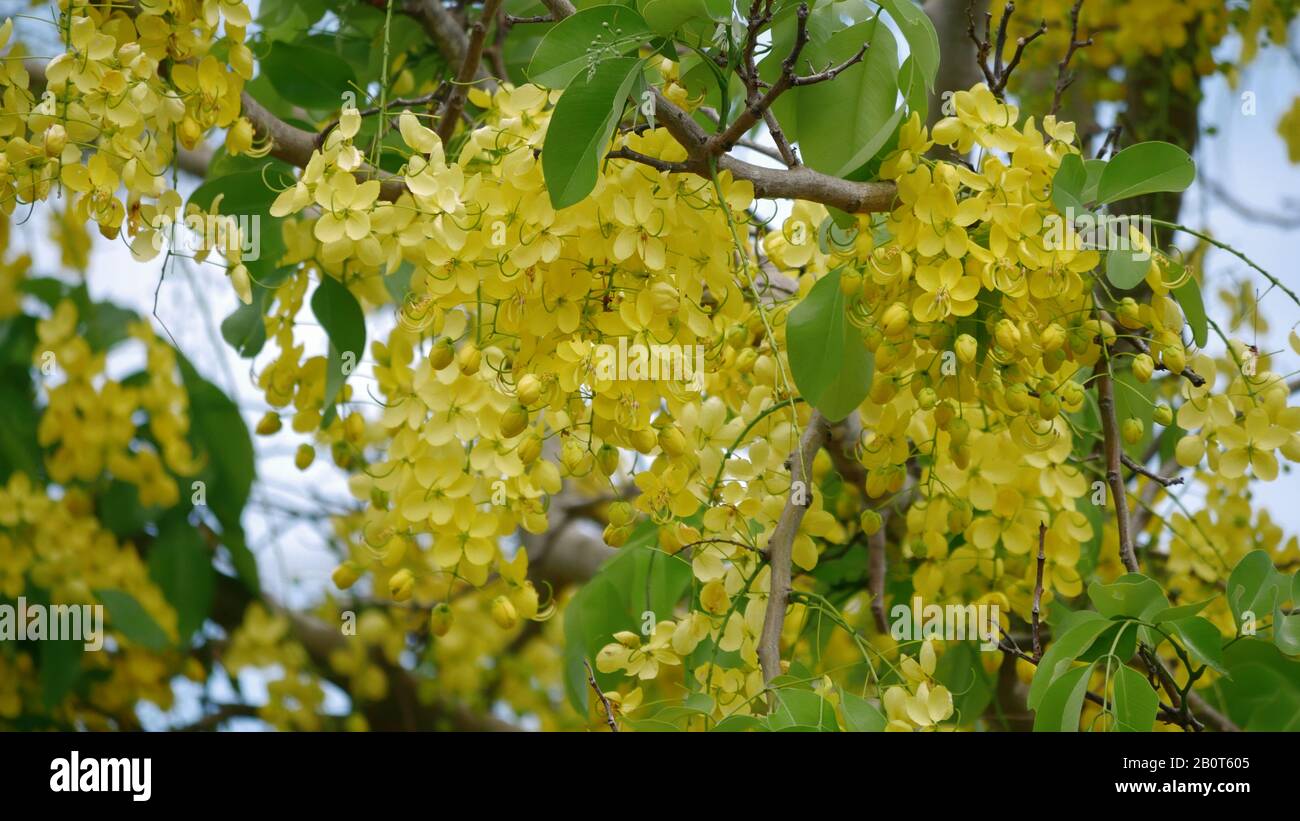 Vibrant clusters of yellow golden shower flowers hang from trees Stock Photo - Alamy