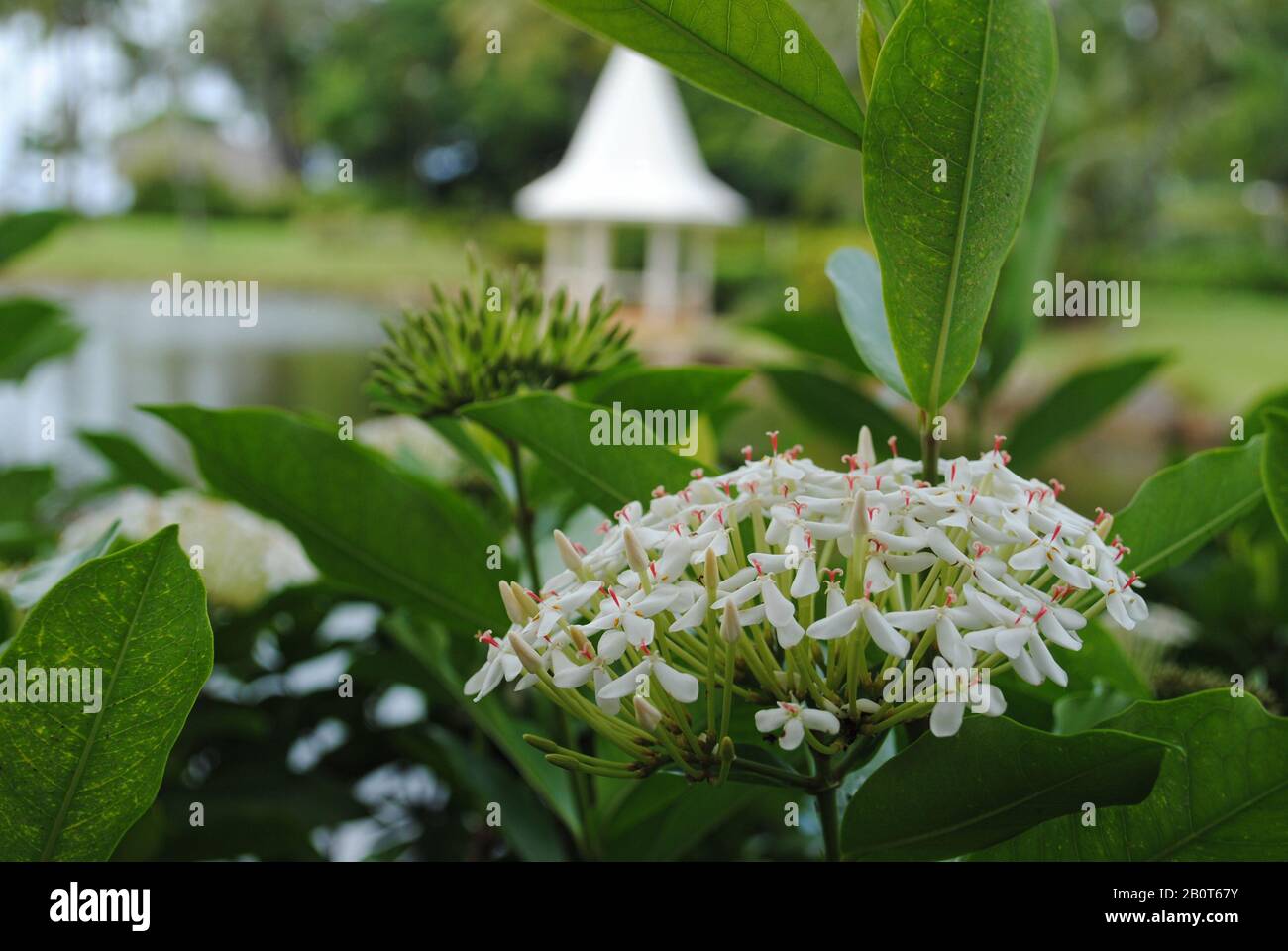 Bouquet of santan flowers hi-res stock photography and images - Alamy