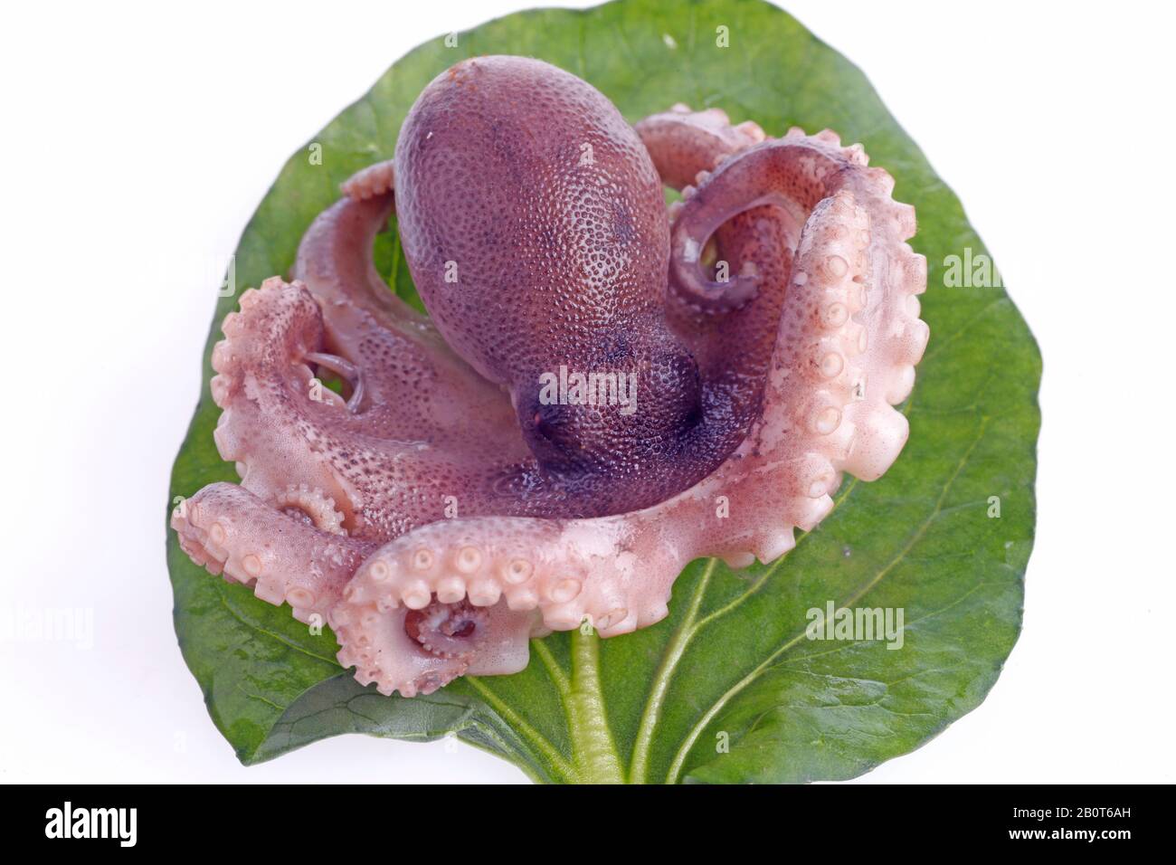 Octopus is a kind of sea animals, tastes very delicious.A close-up ...