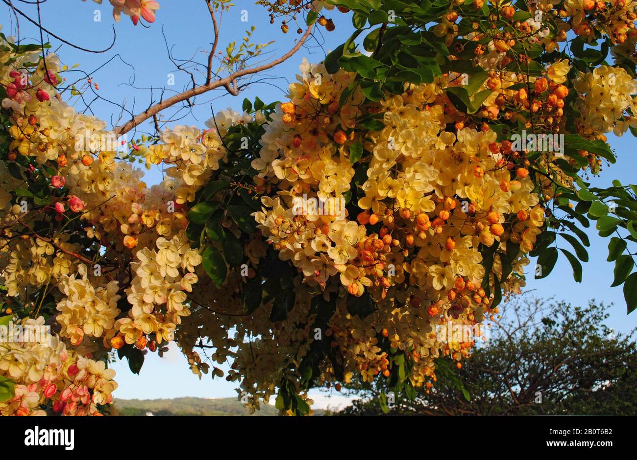 Thick bouquets of colorful rainbow tree shower flowers Stock Photo - Alamy