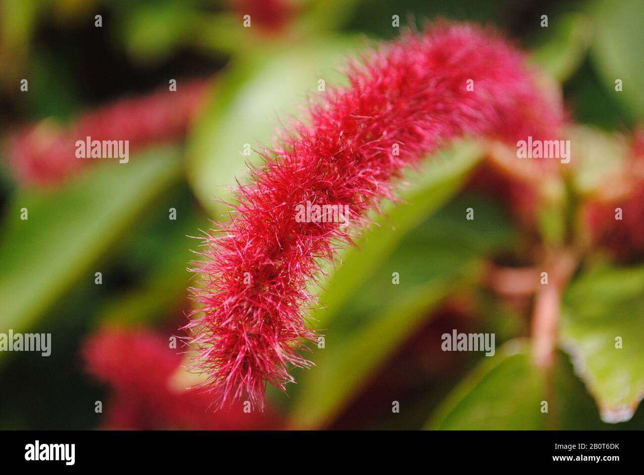 Red hot cattail hi-res stock photography and images - Alamy