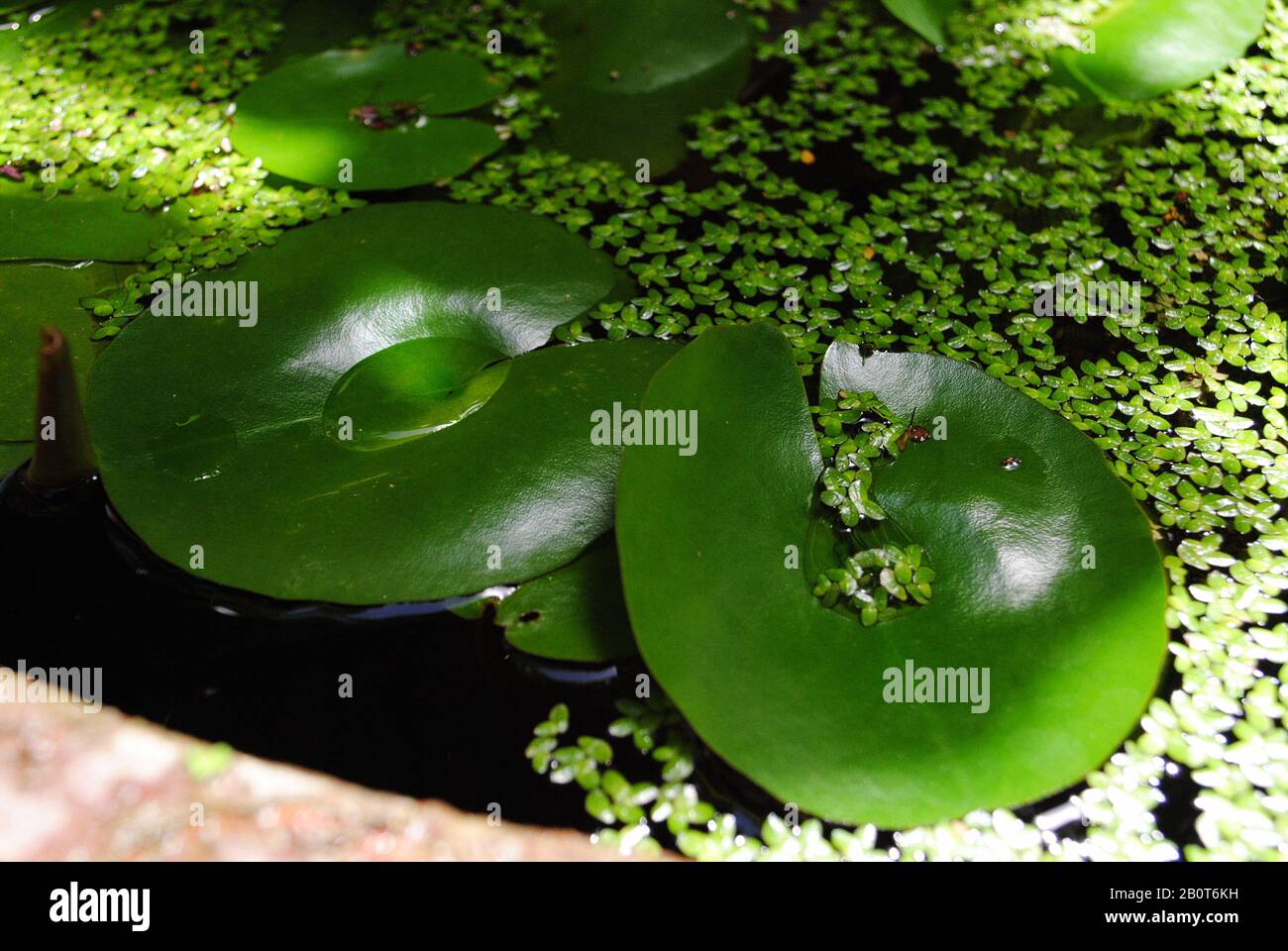 Medium close up of fresh green water lily leaves in a pond Stock Photo ...