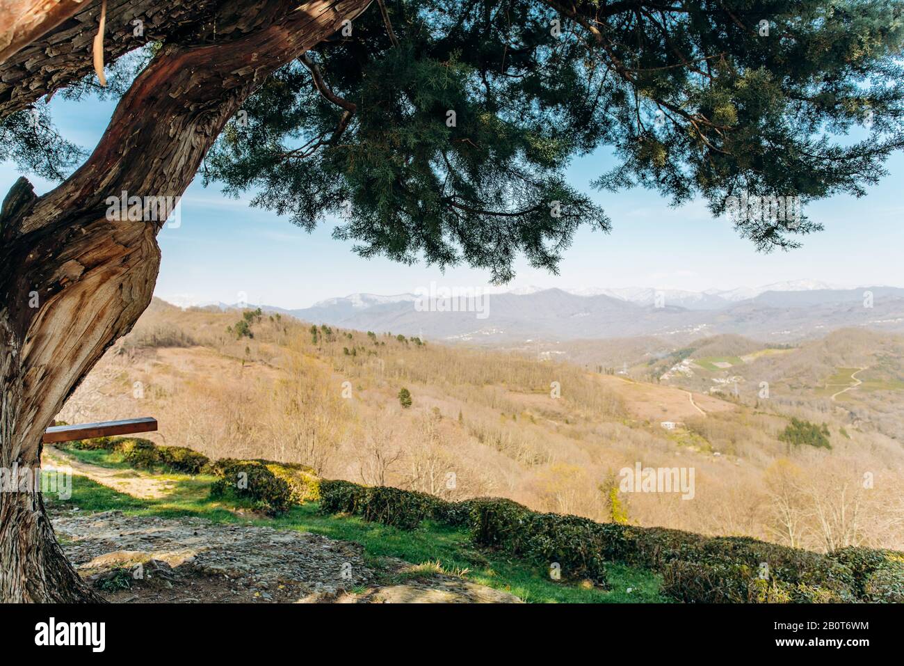 Mountain view from behind a large tree on a rock Stock Photo - Alamy