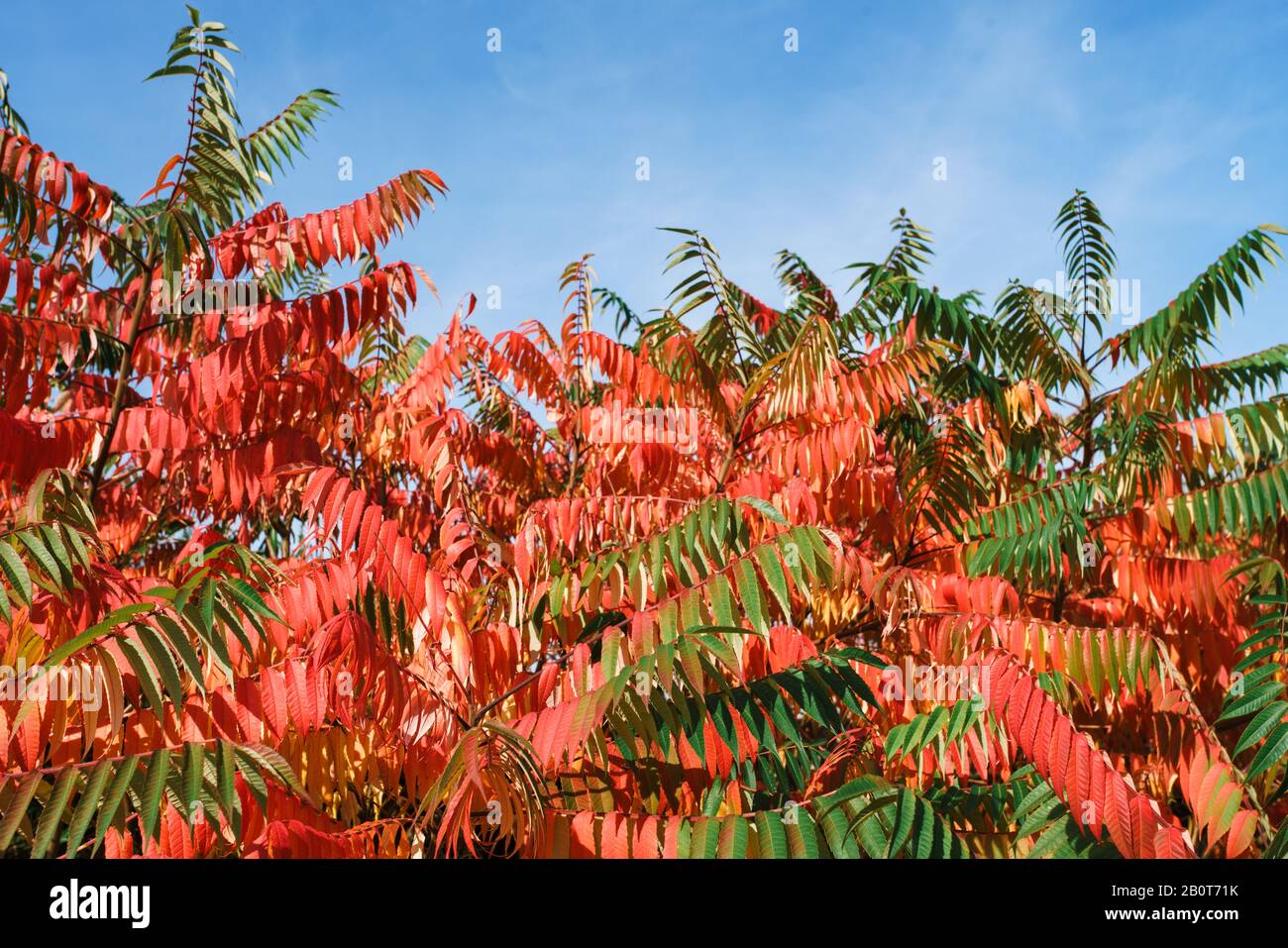 Autumn red and yellow colors of the sumac. Leaves of sumac on blue sky ...