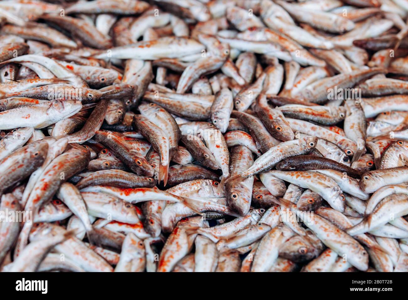 Fresh anchovy fish. Seafood european pile of anchovy fish. Black sea ...