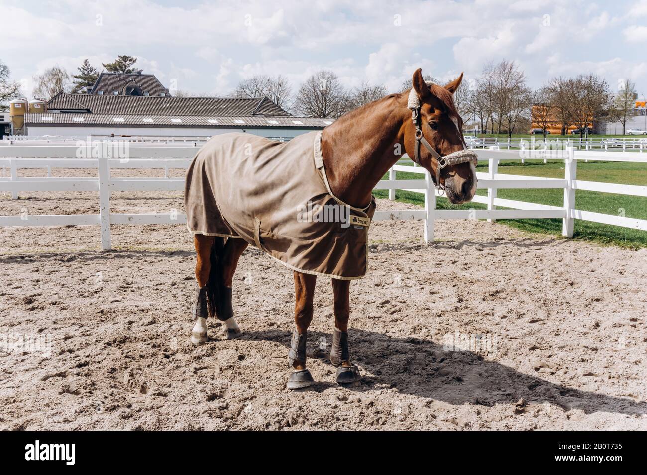 A beautiful horse walks on the territory of the stable Stock Photo - Alamy