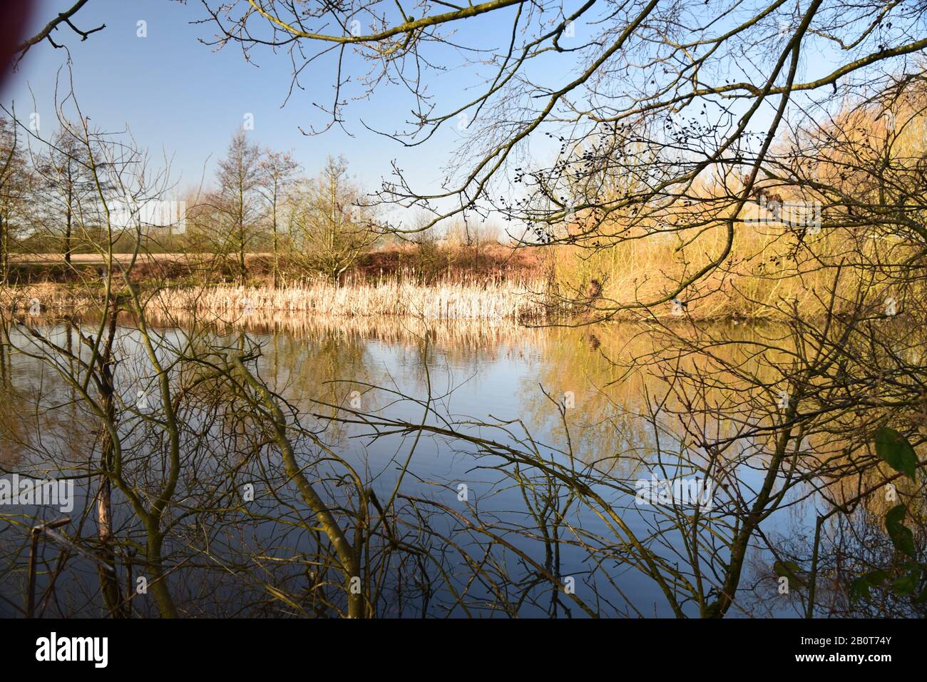 Lakeside scene in February with trees and bullrushes reflecting on the ...