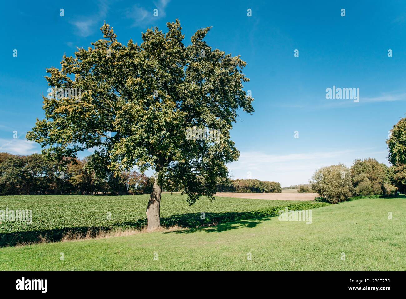 Field, tree and blue sky. Trees in a green field and a beautiful sky ...