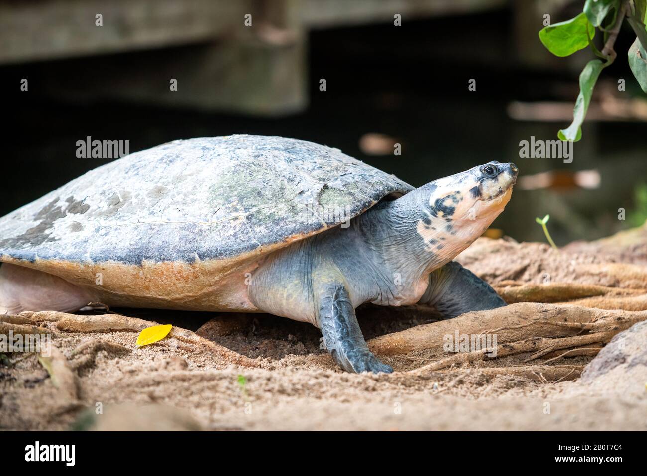 Flatback turtle hi-res stock photography and images - Alamy
