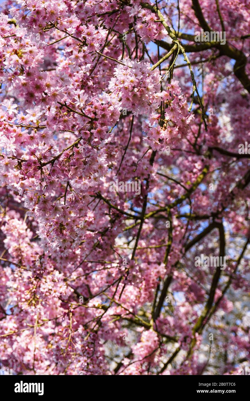 Cherry Blossom Path in a Tranquil Garden Stock Photo - Alamy